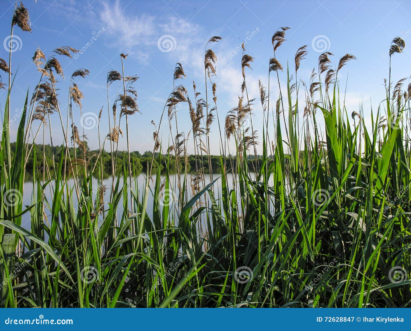 Scenic reeds stock image. Image of tree, swarm, pond - 72628847