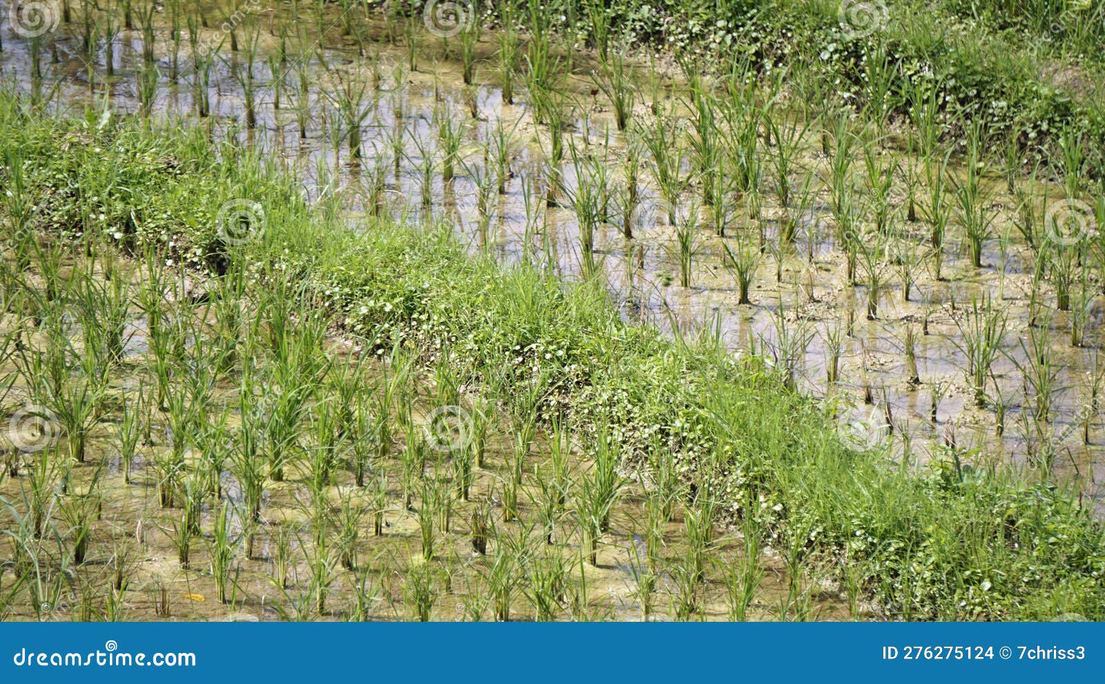 Rice Fields on Bohol Islnd at the Philippines Stock Photo - Image of ...