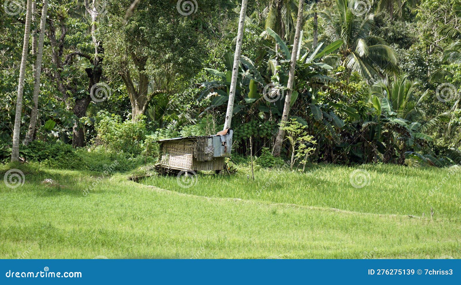 Rice Fields on Bohol Islnd at the Philippines Stock Image - Image of ...