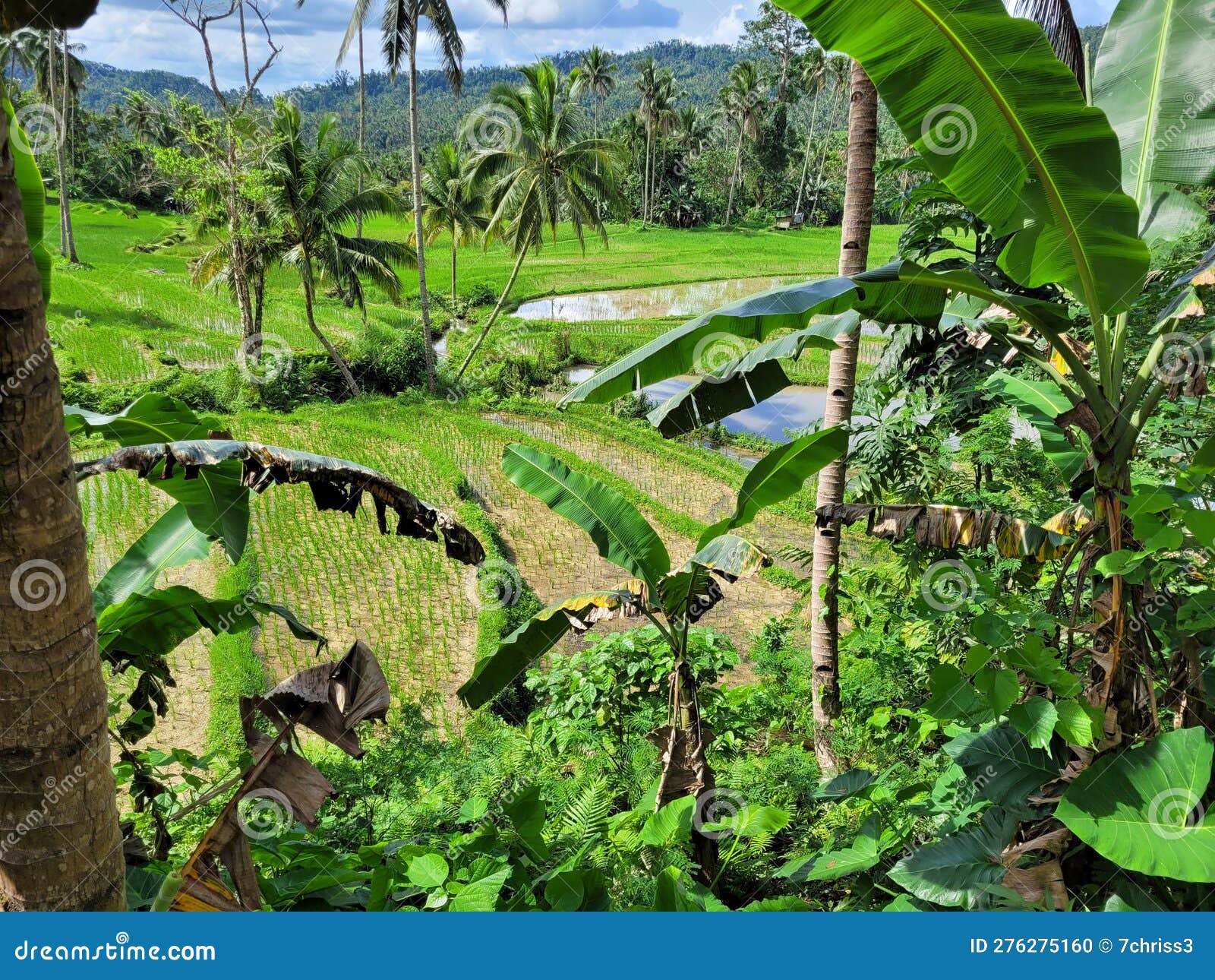 Rice Fields on Bohol Islnd at the Philippines Stock Photo - Image of ...