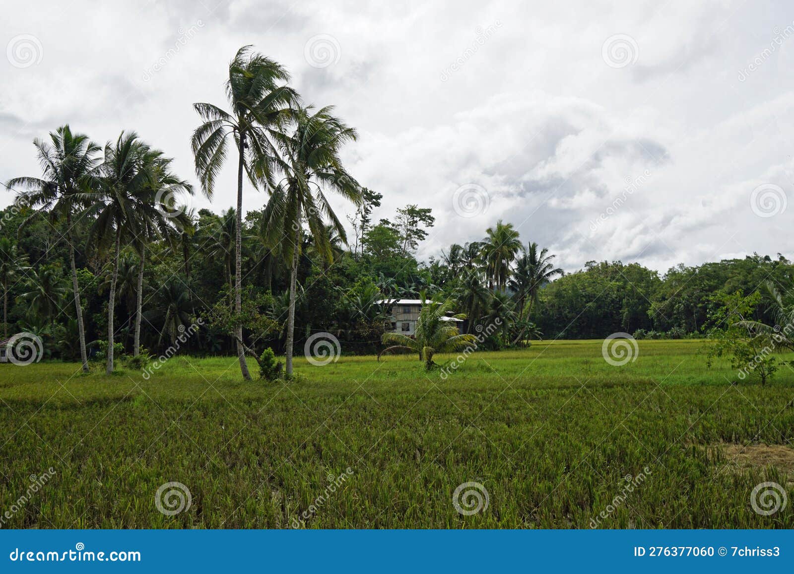Rice Fields on Bohol Islnd at the Philippines Stock Photo - Image of ...