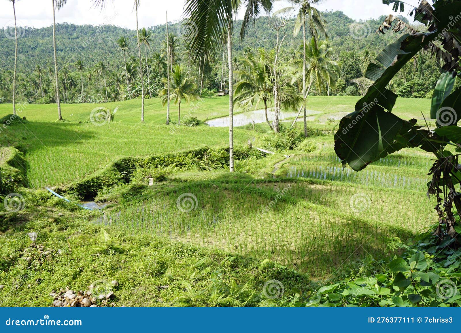 Rice Fields on Bohol Islnd at the Philippines Stock Image - Image of ...