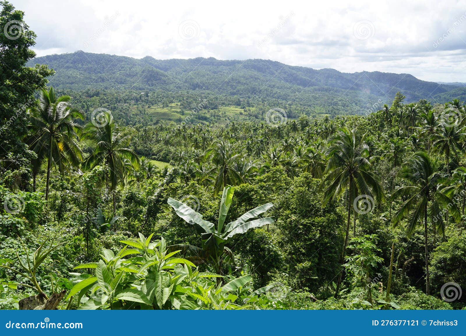 Rice Fields on Bohol Islnd at the Philippines Stock Image - Image of ...