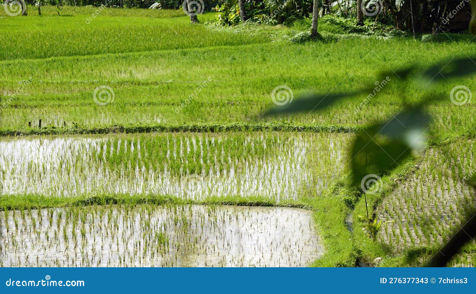 Rice Fields on Bohol Islnd at the Philippines Stock Image - Image of ...