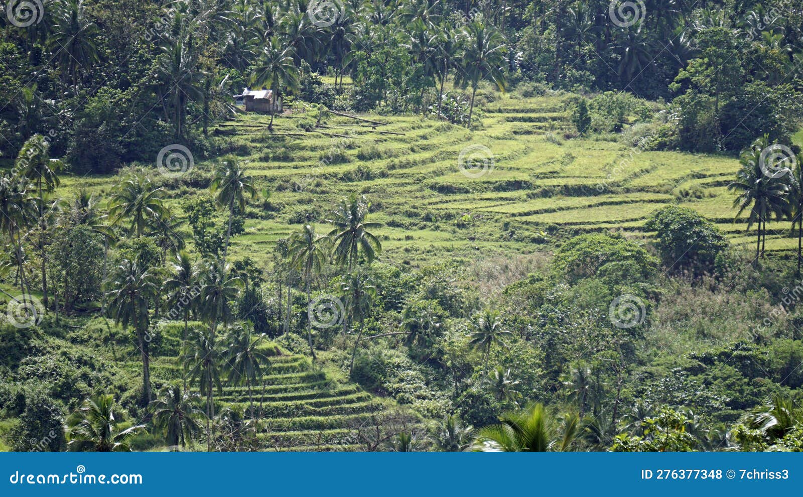 Rice Fields on Bohol Islnd at the Philippines Stock Photo - Image of ...