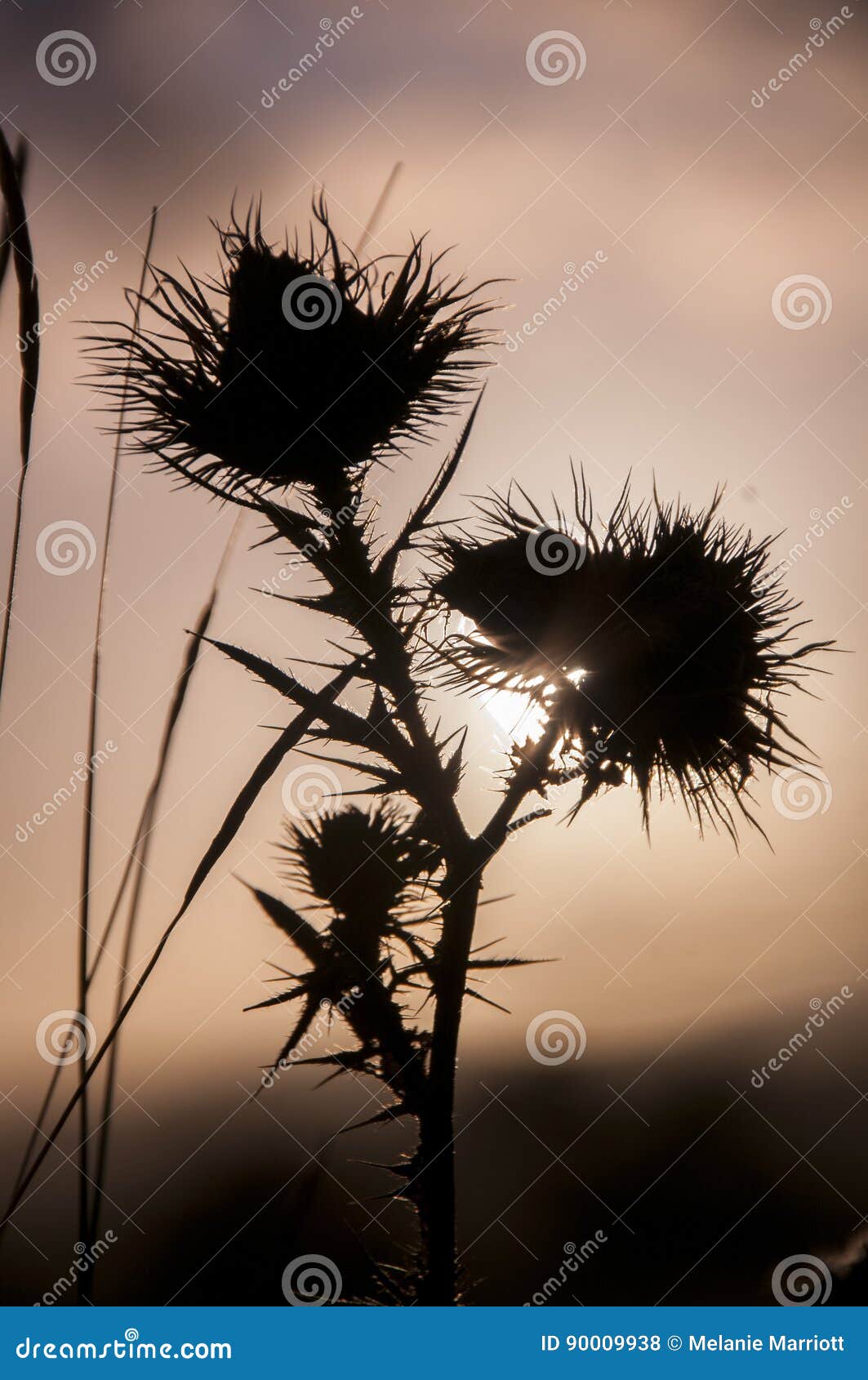 Scenic Rim stock photo. Image of sunset, green, trees - 90009938