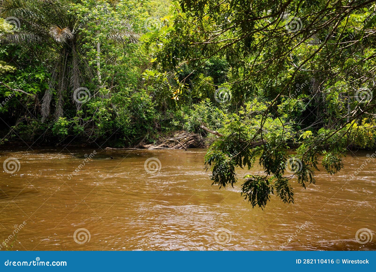 Scenic River Flows through a Lush Forest, with the Waters Churning Up ...