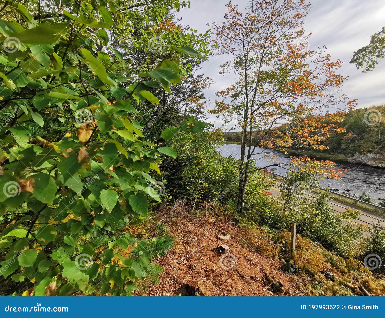 Scenic riverside view. stock photo. Image of earth, forest - 197993622