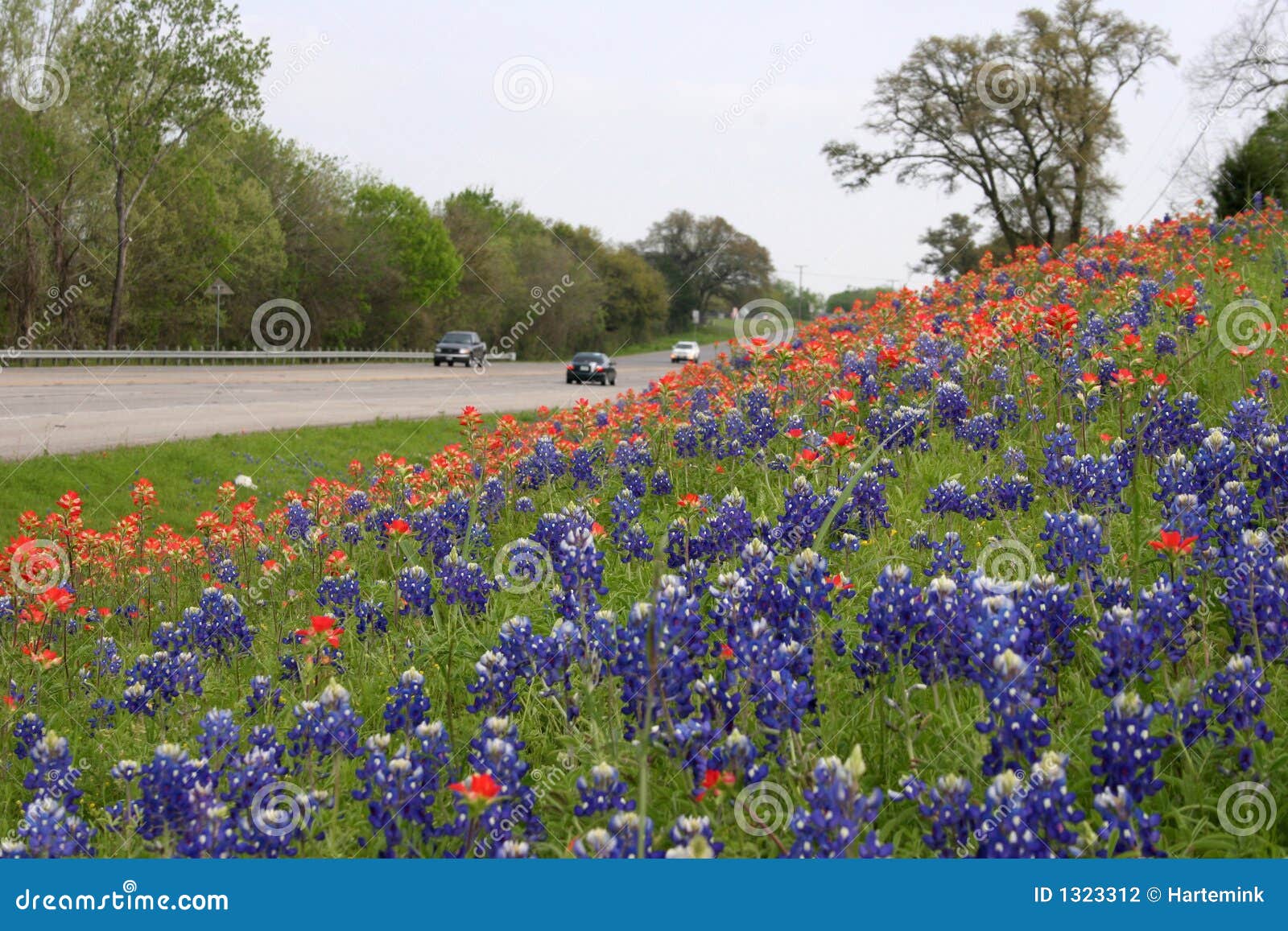 Scenic Road with Flowers stock photo. Image of field, outdoors - 1323312