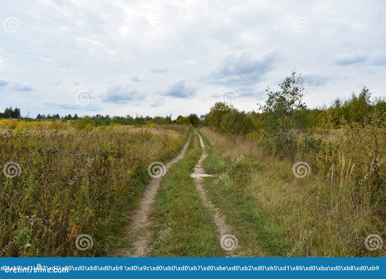 Scenic Road through the Forest. Rustic Landscape. Green Grass, Trees ...