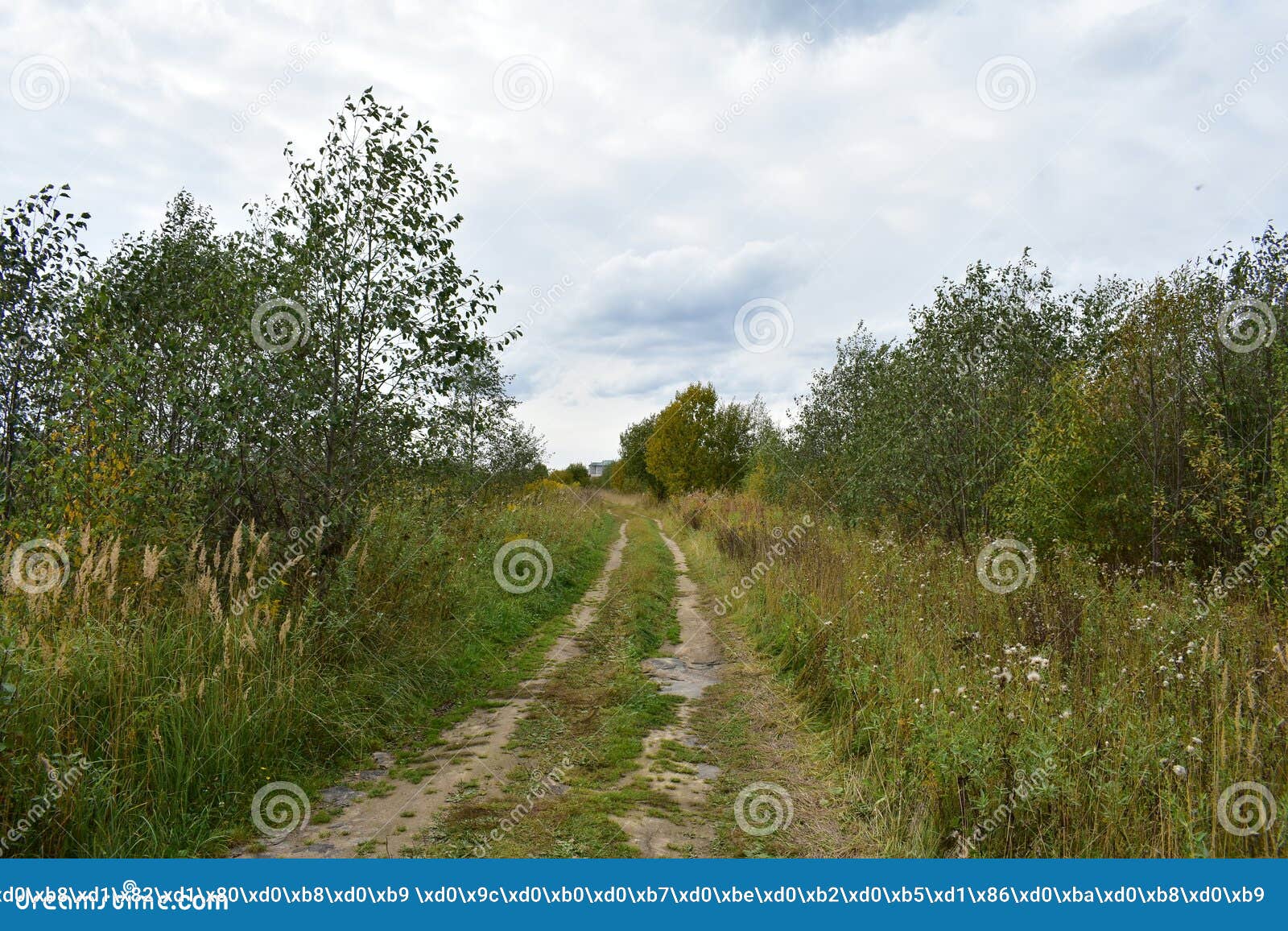 Scenic Road through the Forest. Rustic Landscape Stock Photo - Image of ...