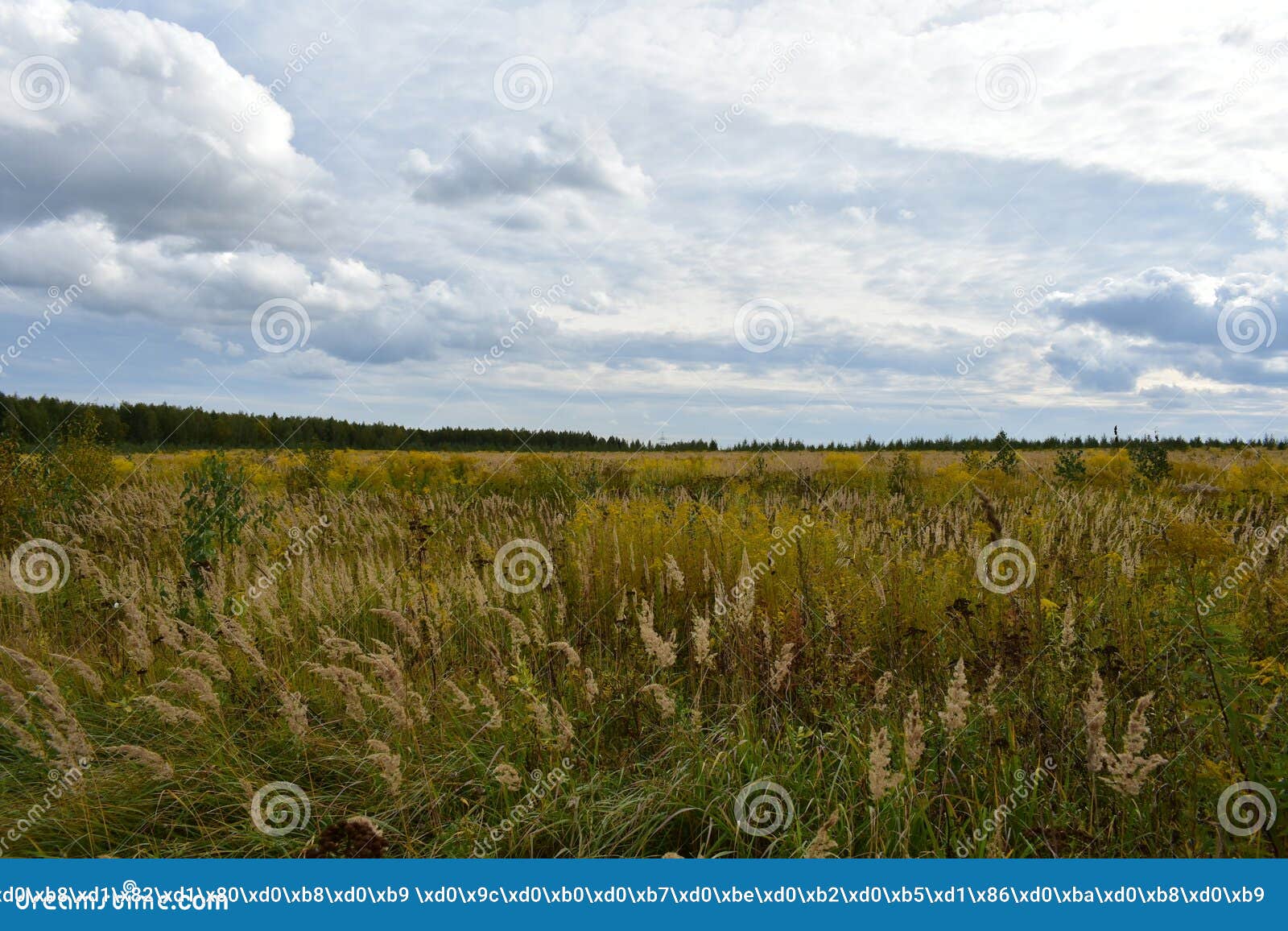 Scenic Road through the Forest. Rustic Landscape. Green Grass, Trees ...