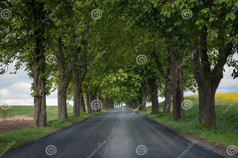 Scenic Road through Tree-lined Field Stock Photo - Image of peaceful ...