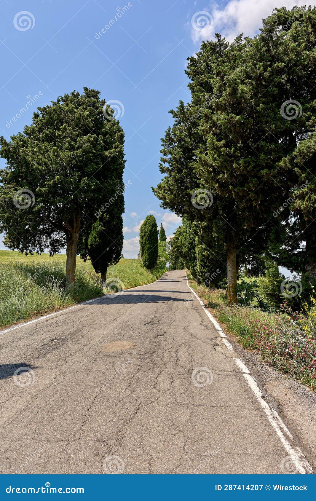 Scenic Rural Highway Lined with Lush Evergreen Trees Stock Image ...