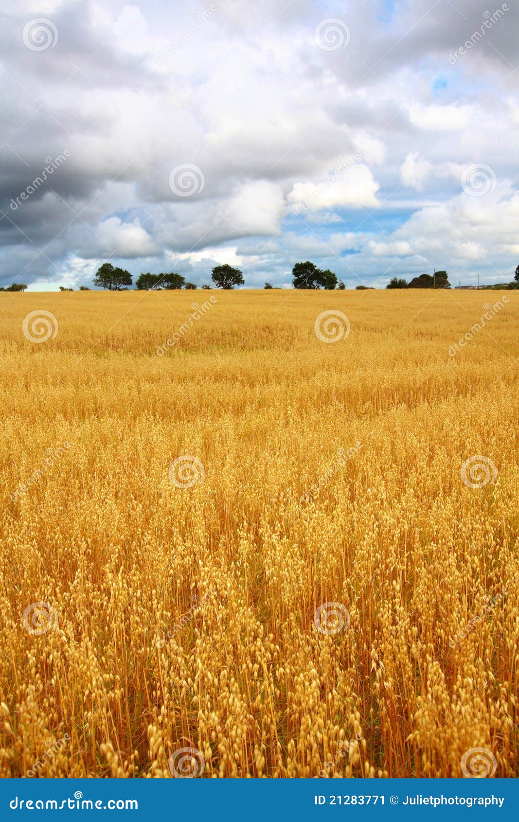 Scenic Rural Landscape with Fields of Wheat Stock Image - Image of ...