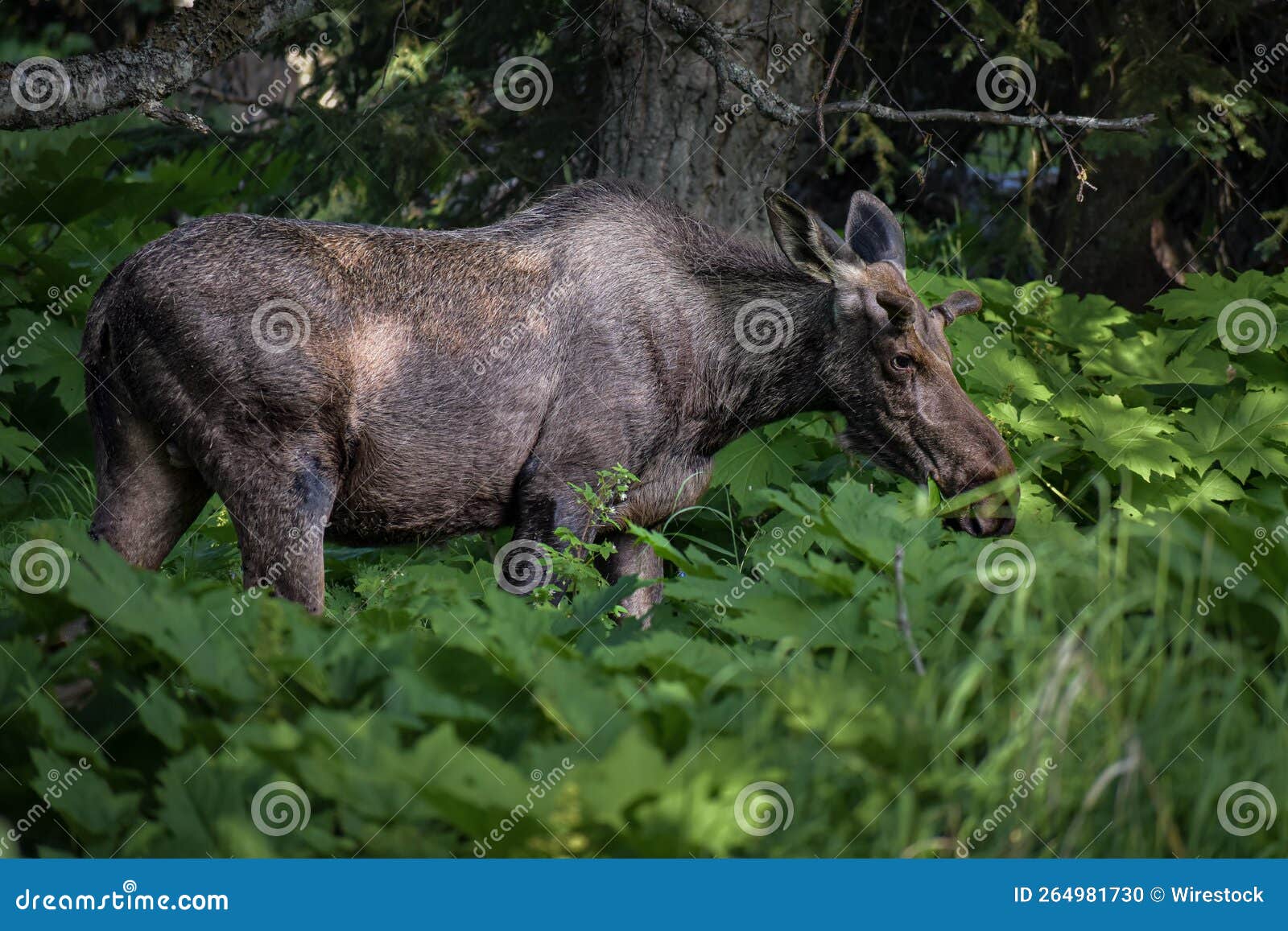 Scenic Shot of a Big Moose Standing in Greenery in a Forest Stock Photo ...