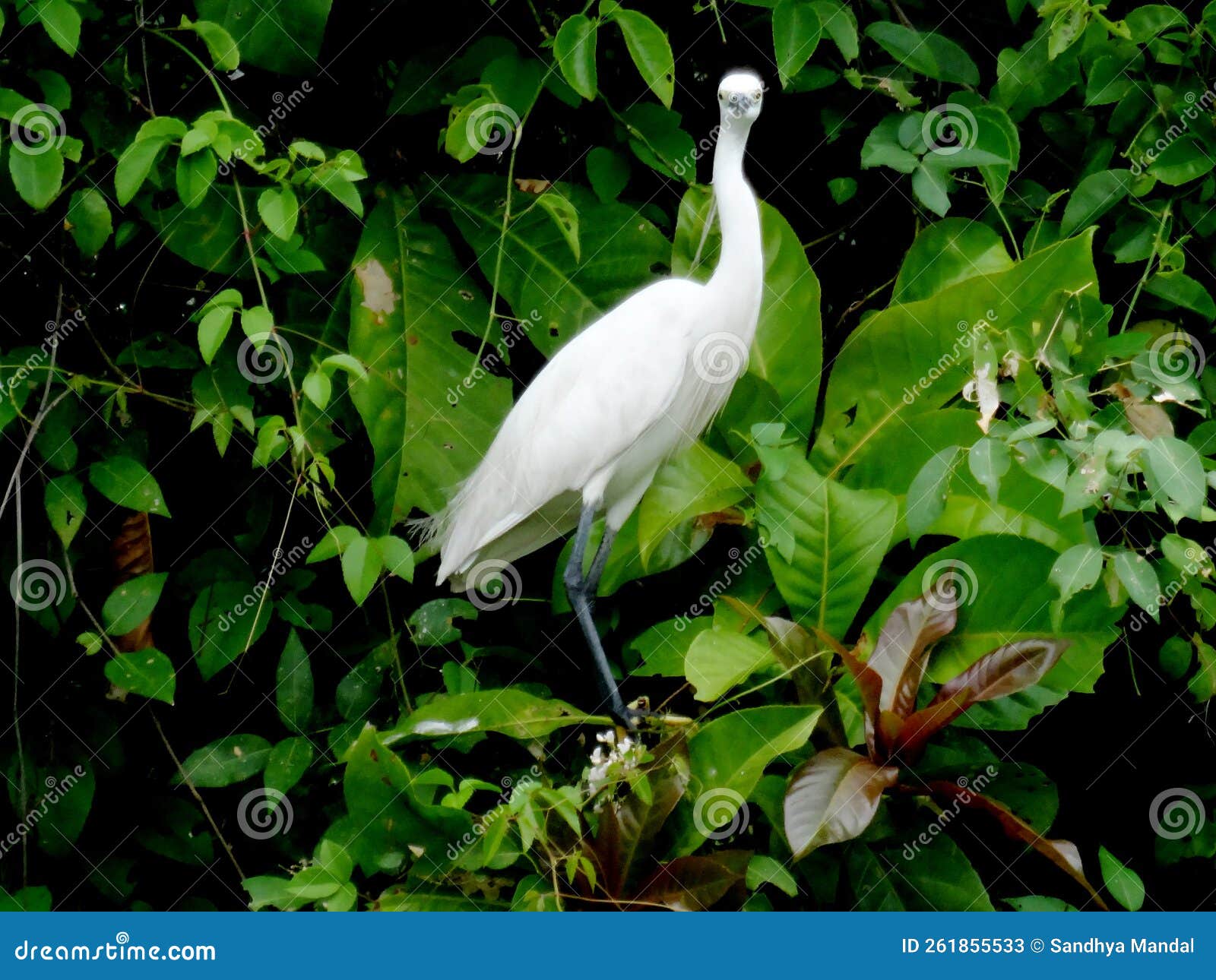Scenic Shot of Birds in the Backwaters of Kerala Stock Image - Image of ...