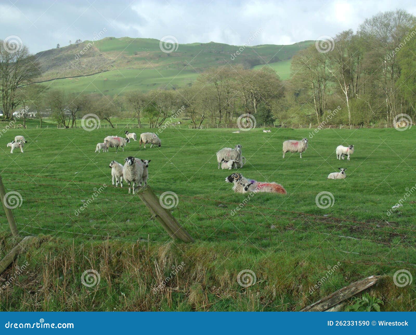 Scenic Shot of a Cattle of Sheep Grazing Grass in a Field Stock Photo ...