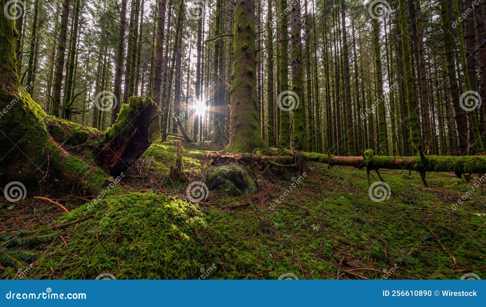 Scenic Shot of a Dense Forest Covered in Bright Green Moss with the Sun ...