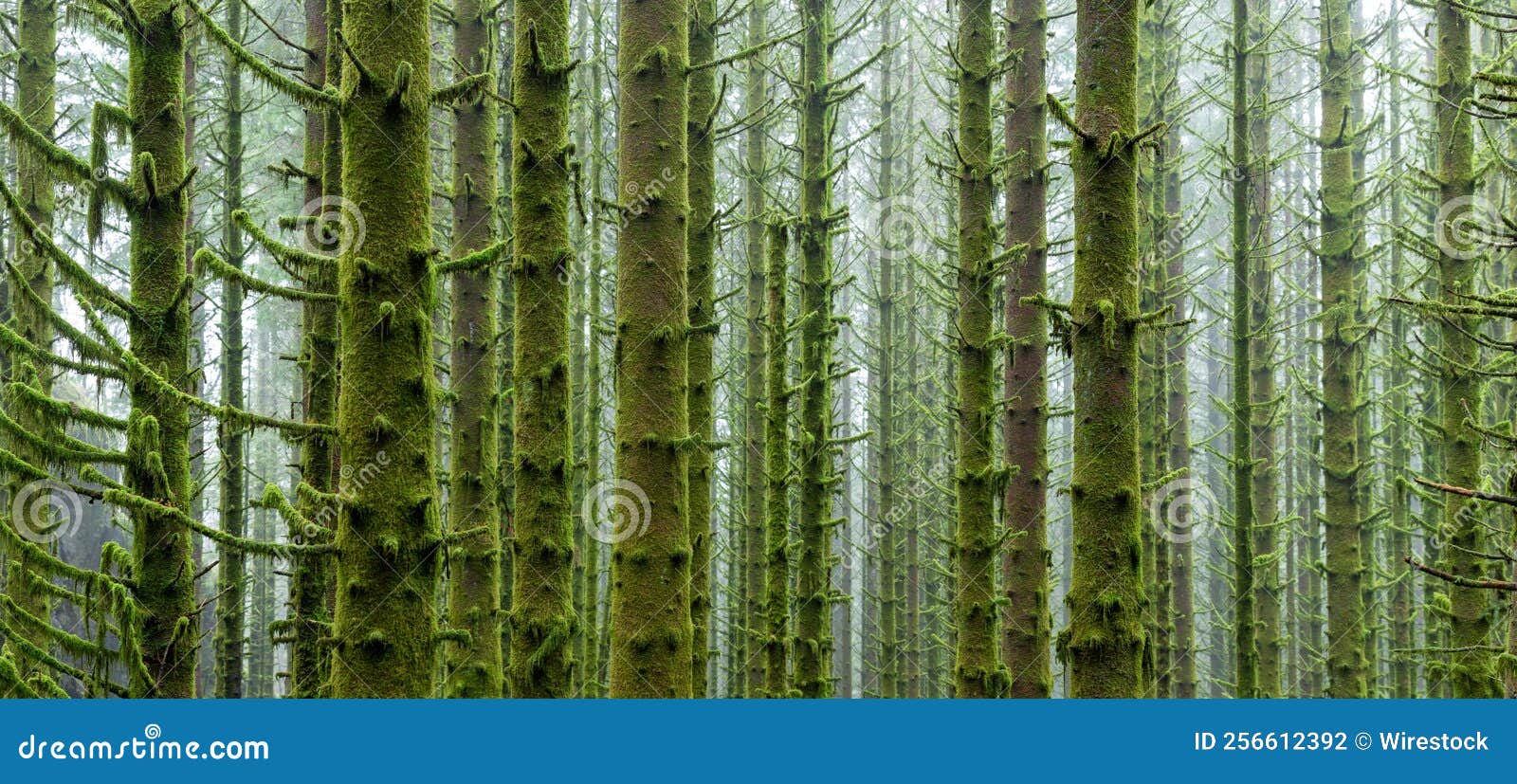 Scenic Shot of a Dense Moss Covered Forest with Tall Trees Stock Photo ...