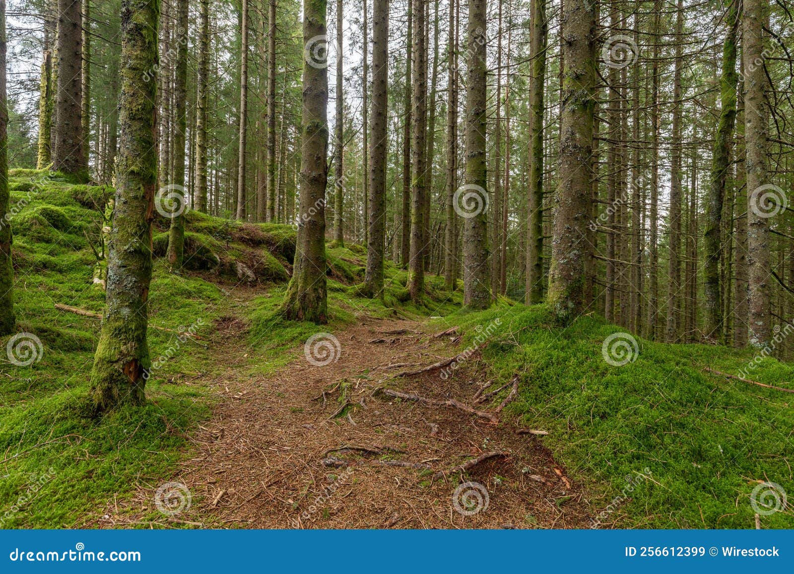 Scenic Shot of a Dense Moss Covered Forest with Tall Trees Stock Image ...