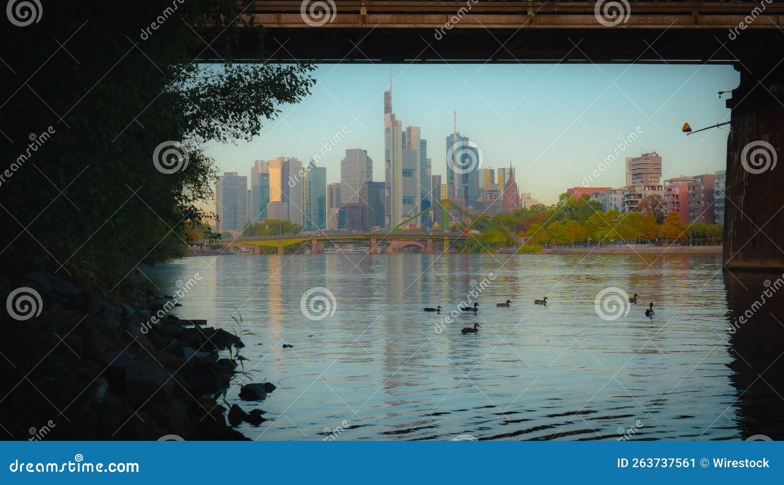 Scenic Shot of Ducks on Water Surface with a Bridge and Skyscrapers on ...