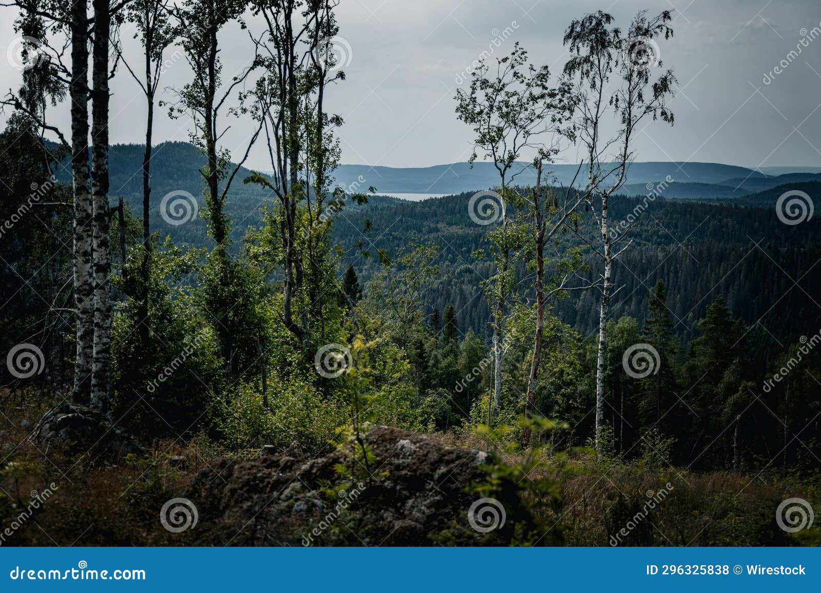 Scenic Shot of a Forest Landscape with Rolling Hills in the Background ...
