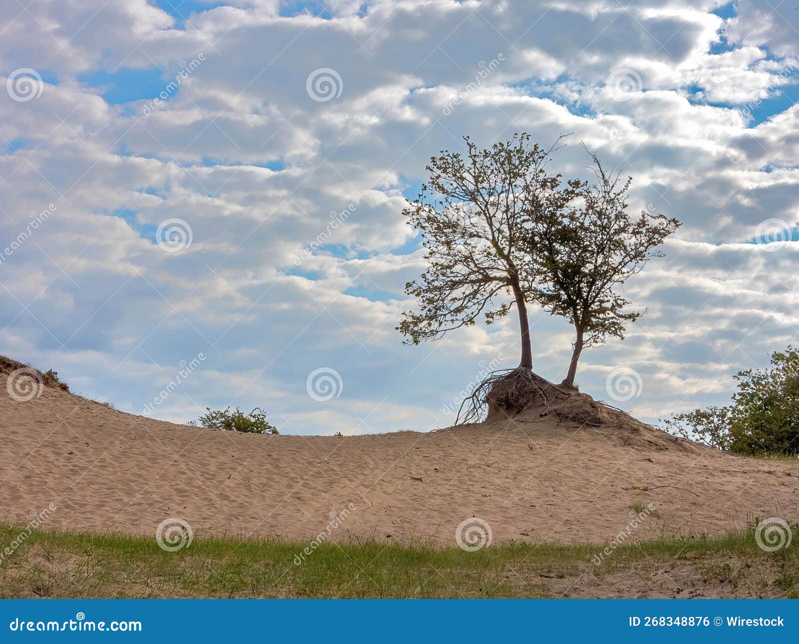 Scenic Shot of a Leafless Tree in an Empty Field Stock Photo - Image of ...