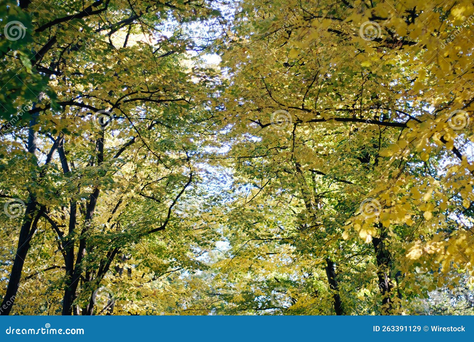 Scenic Shot of Lush Tree Branches Covered with Autumn Leaves Stock ...