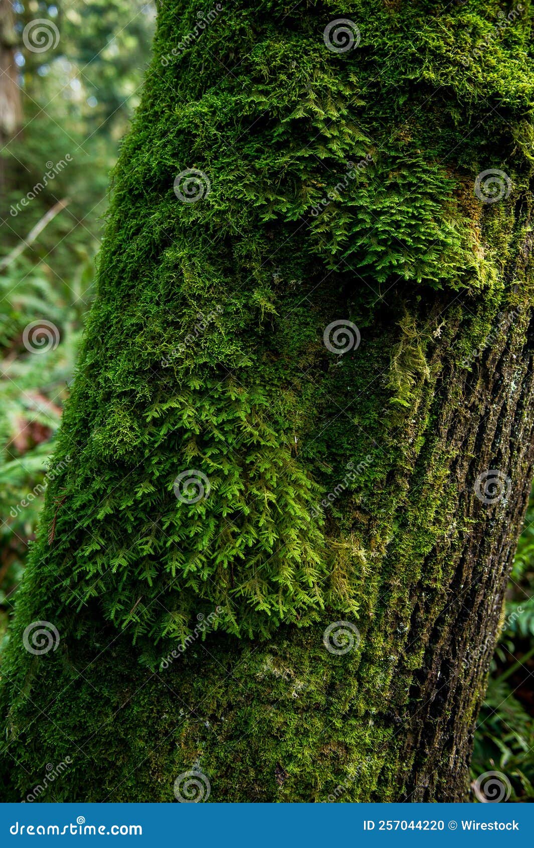 Scenic Shot of a Moss-covered Tree in a Forest Stock Photo - Image of ...
