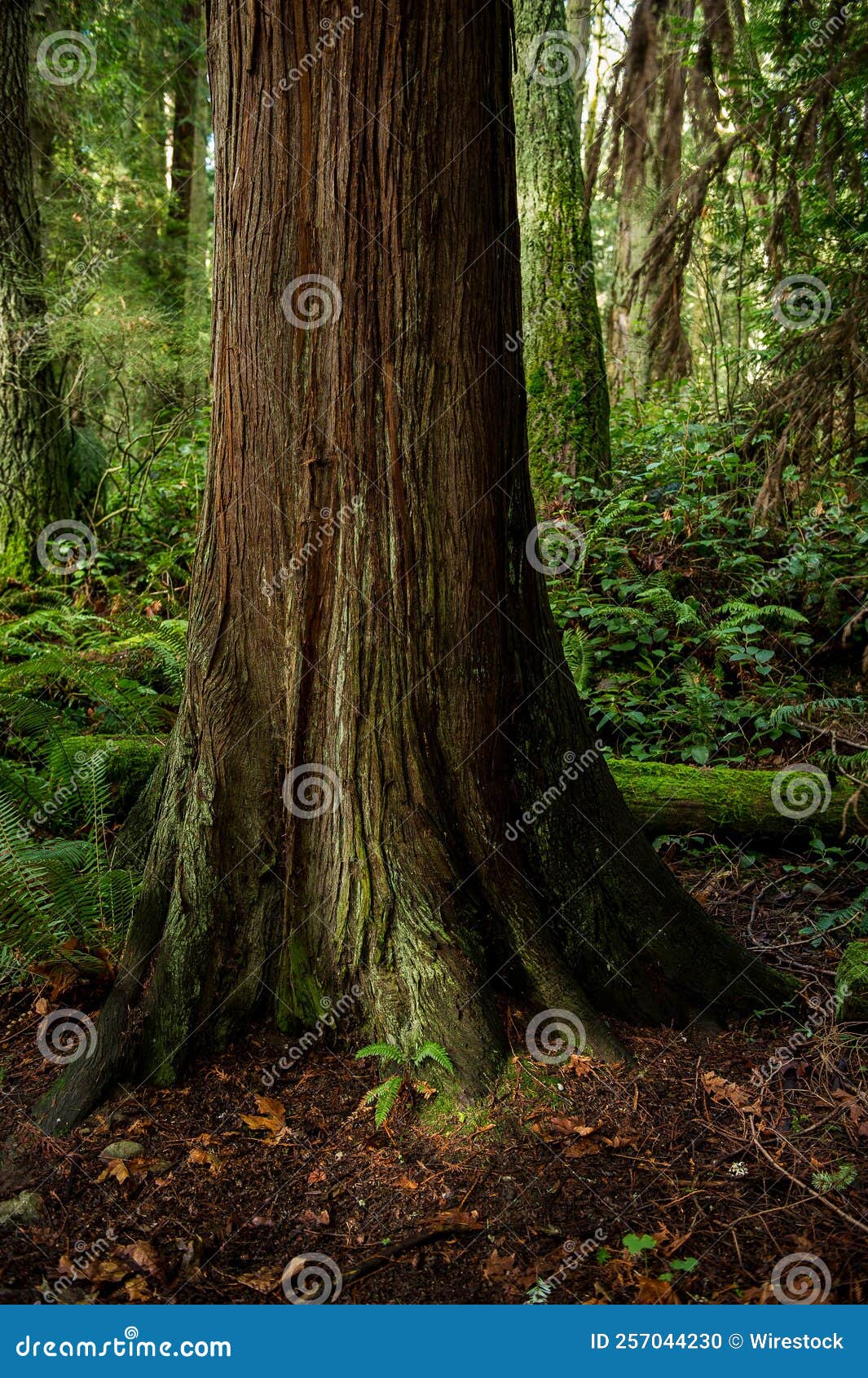 Scenic Shot of a Moss-covered Tree in a Forest Stock Photo - Image of ...