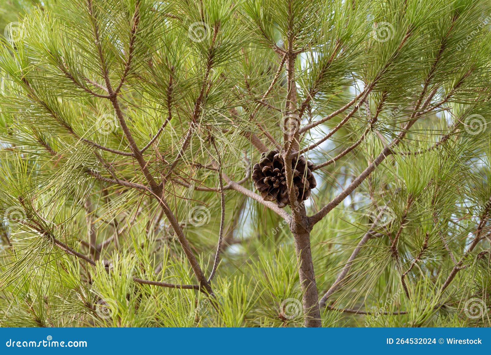 Scenic Shot of a Pinecone on a Tree Stock Photo - Image of fruit ...