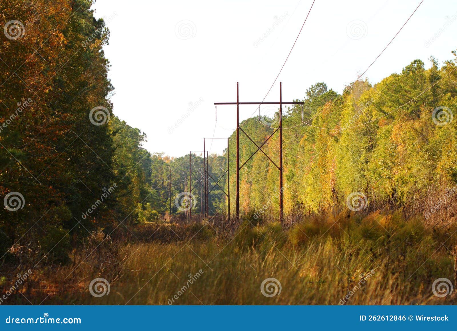 Scenic Shot of the Rusted Power Lines Surrounded by Trees and Bushes ...