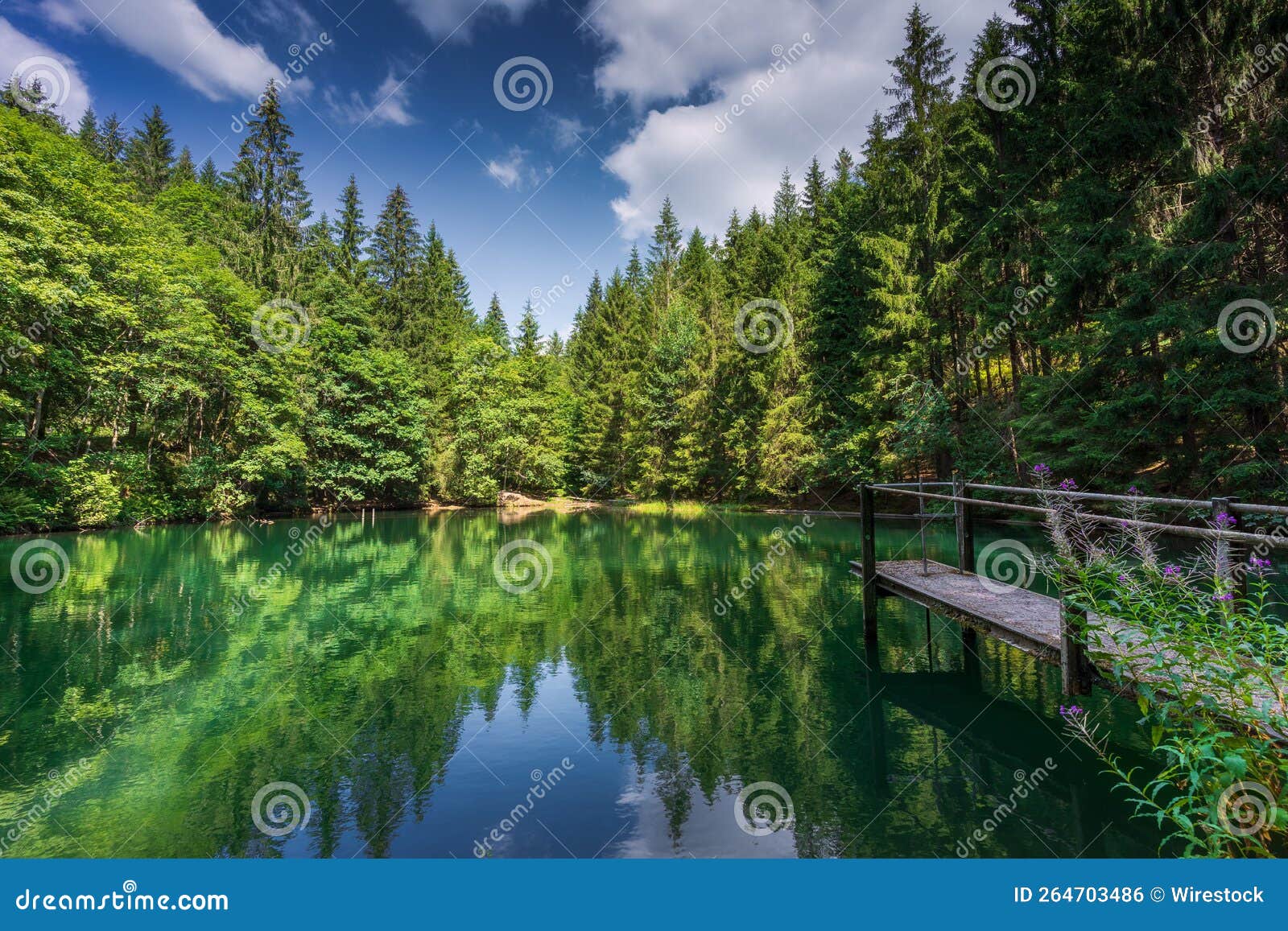Scenic Shot in Thuringian Forest with a Dock and Evergreen Trees ...