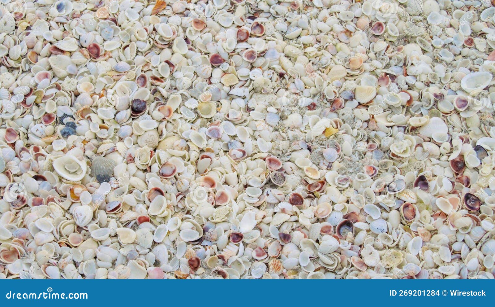 Scenic Shot of Tiny Colorful Shells Texture, Cool for Background Stock ...