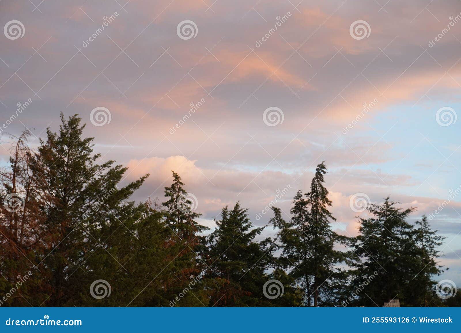 Scenic Shot of Tree Tips with a Pink Sunset Sky in the Background Stock ...