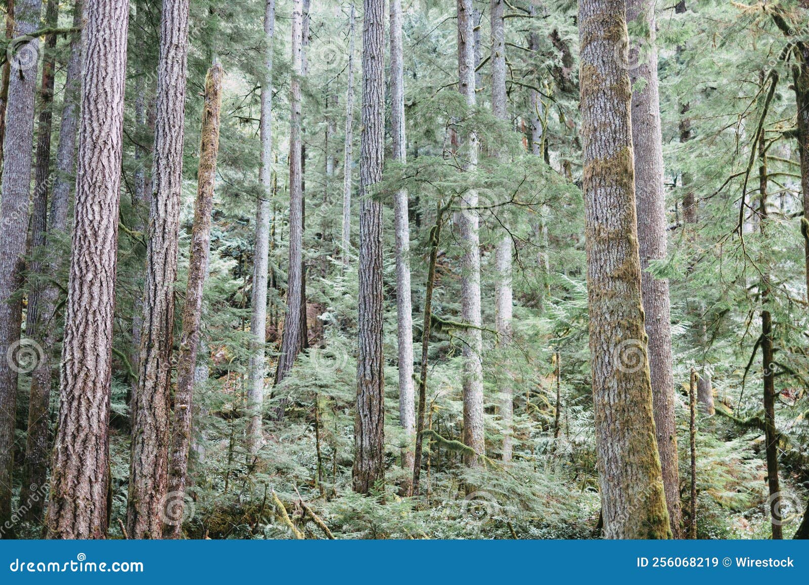 Scenic Shot of the Trees in the Forest Stock Image - Image of botany ...