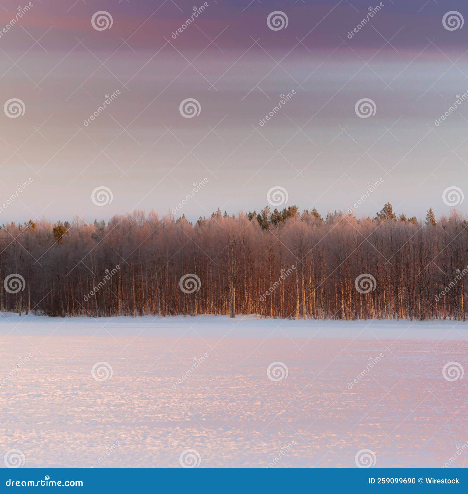 Scenic Shot of Trees in a Forest Across a Plain Snow Field during ...