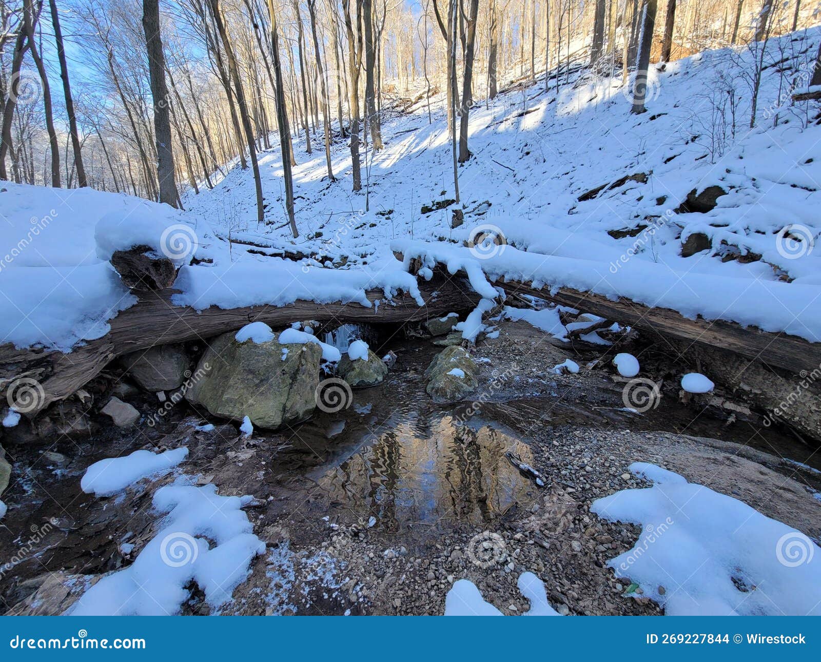 Scenic Shot of Water in a Puddle in a Forest in Winter in Canada Stock ...