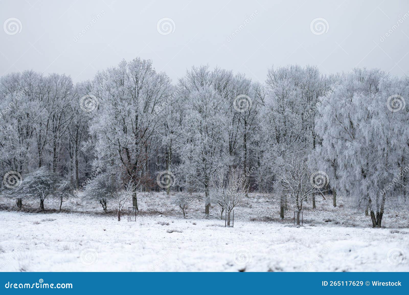 Scenic Shot of White Trees in a Snow Field during Winter Stock Image ...