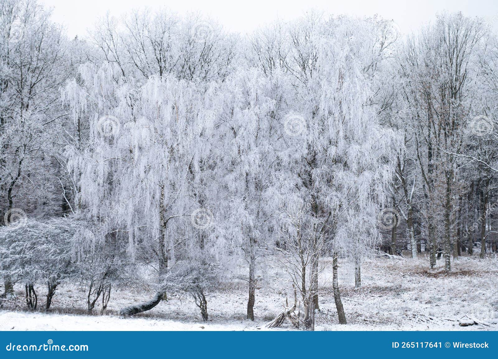 Scenic Shot of White Trees in a Snow Field during Winter Stock Image ...