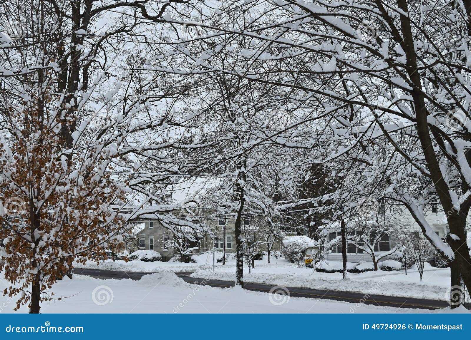 Scenic Snow Covered Trees stock photo. Image of covered - 49724926