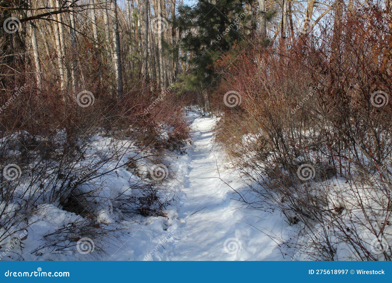 Scenic Snowy Winter Pathway Winding through a Forest Stock Image ...