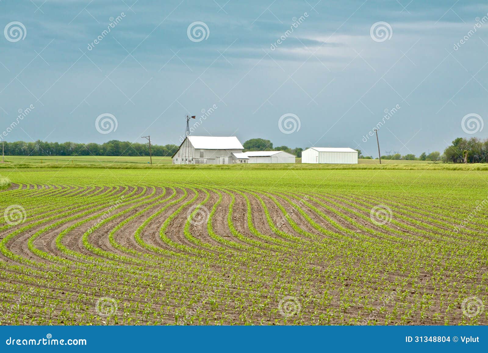 Scenic Spring Cornfield stock photo. Image of rural, field - 31348804