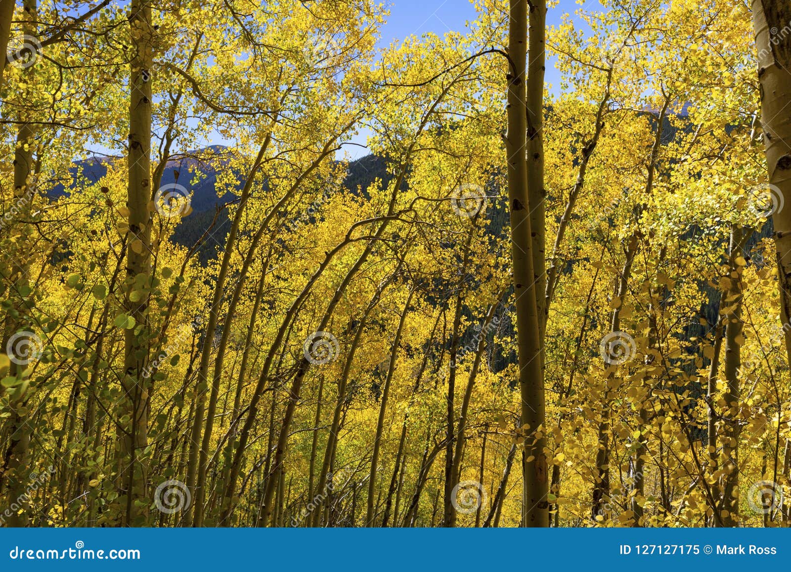 Scenic Stand of Aspens stock image. Image of green, gold - 127127175