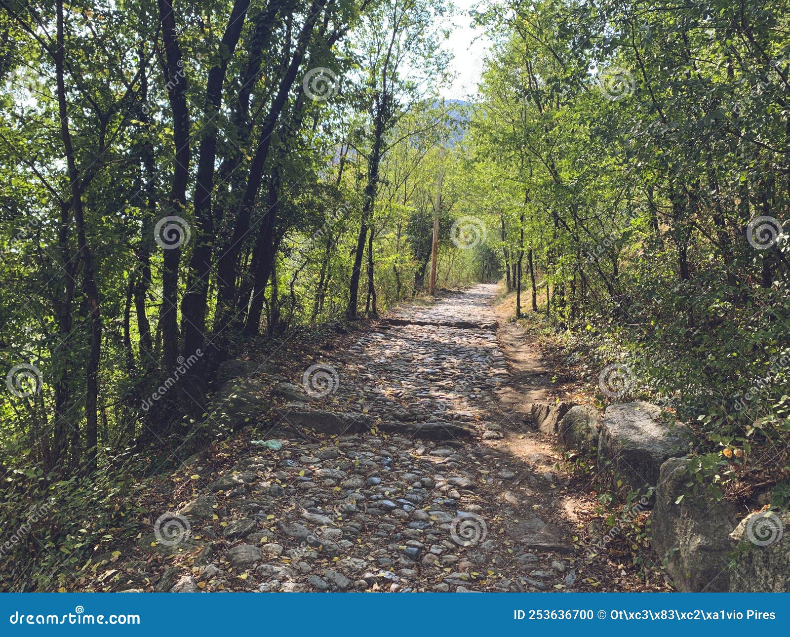 Scenic Stone Path in Fresh Green Grass, Way through the Forest ...