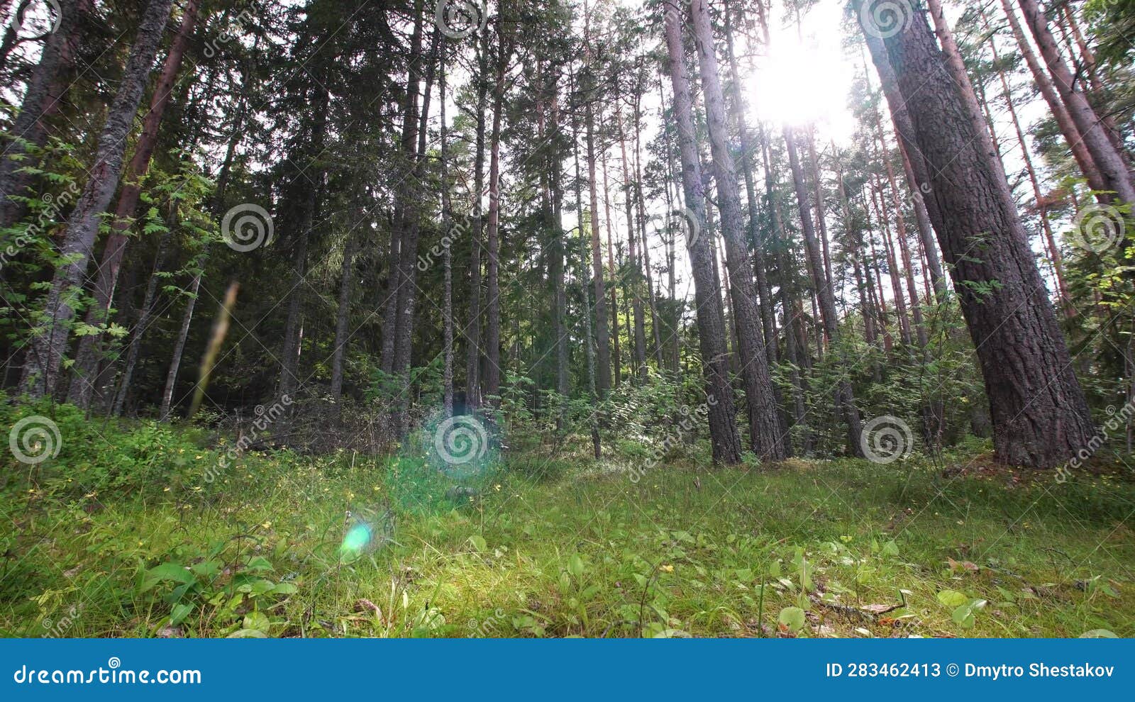 Scenic Summer Forest Lit by the Sun, Bottom View. Stock Video - Video ...