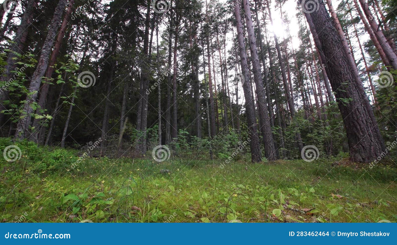 Scenic Summer Forest Lit by the Sun, Bottom View. Stock Footage - Video ...