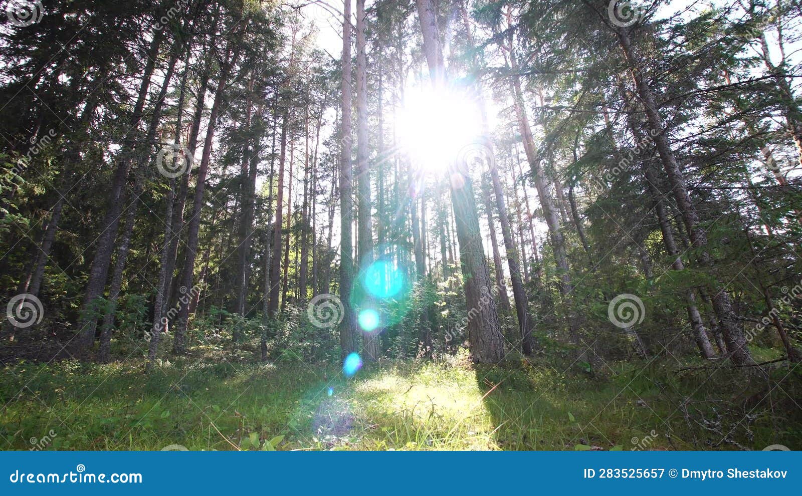 Scenic Summer Forest Lit by the Sun, Bottom View. Stock Video - Video ...