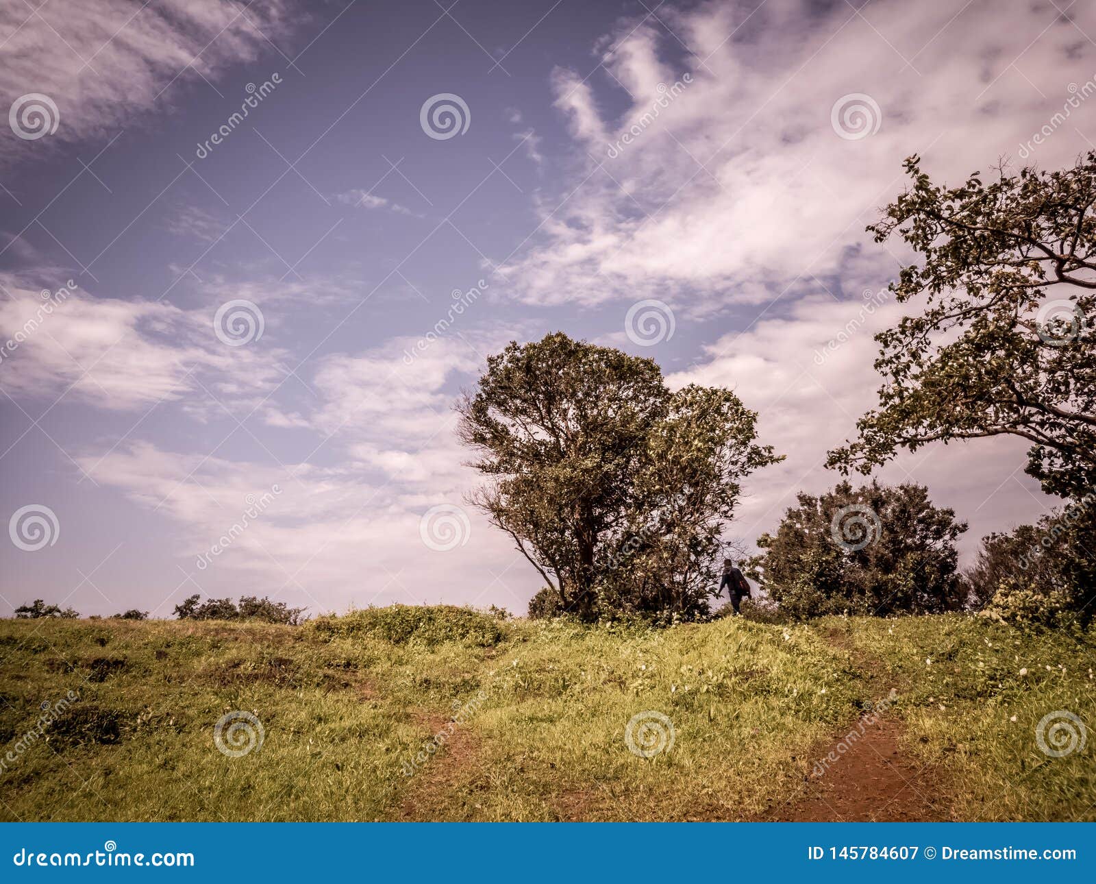 Scenic Tree in the Backdrop of Clear Blue Sky Stock Image - Image of ...